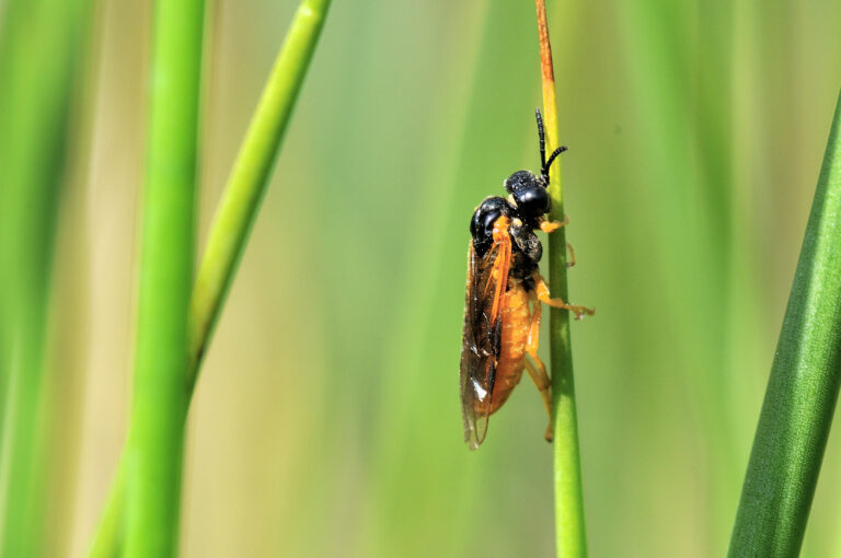 Golfclub Anderstein Insecten - Vliesvleugelen Archieven - Golfclub ...