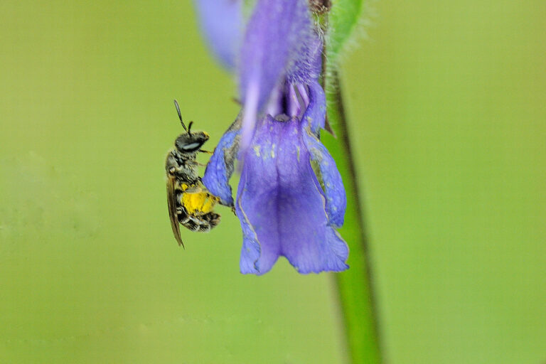 Golfclub Anderstein Insecten - Vliesvleugelen Archieven - Golfclub ...